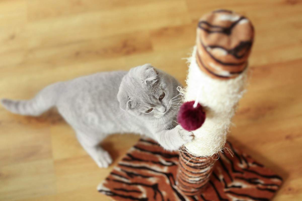 Los Mejores árboles Rascadores Para Gatos